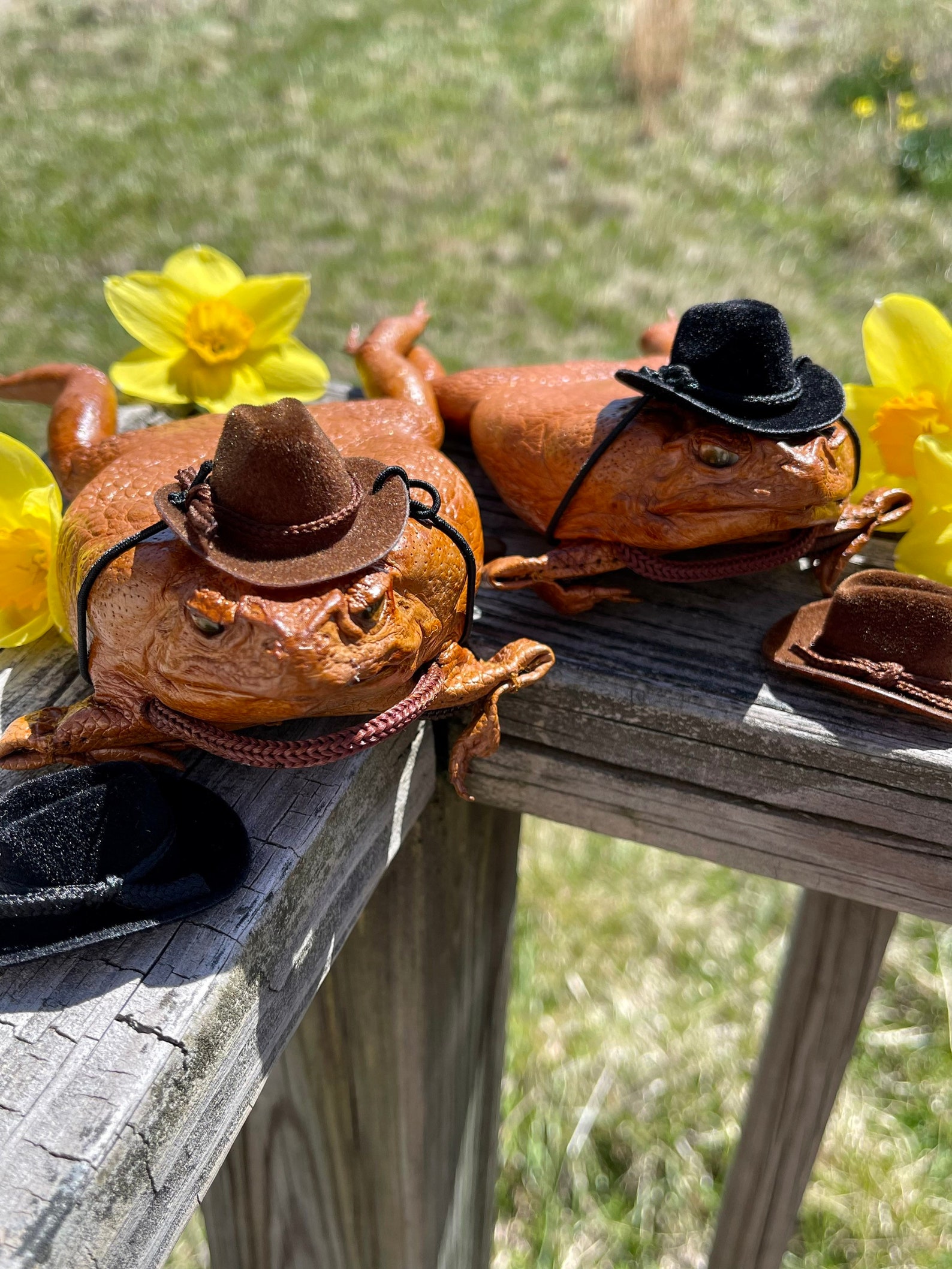 Rootin Tootin' Real Cane Toad Purse With Mini Cowboy Hat Full-body ...