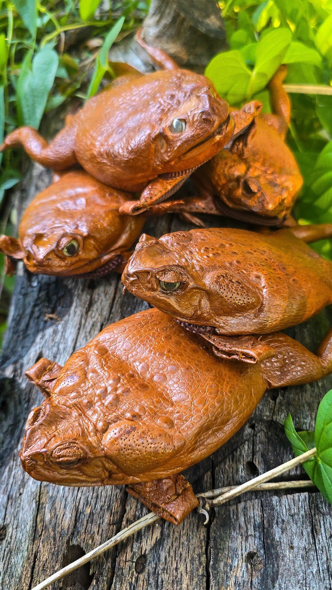 B-grade Real Cane Toad Full-body Coin Purse *slightly Defective ...