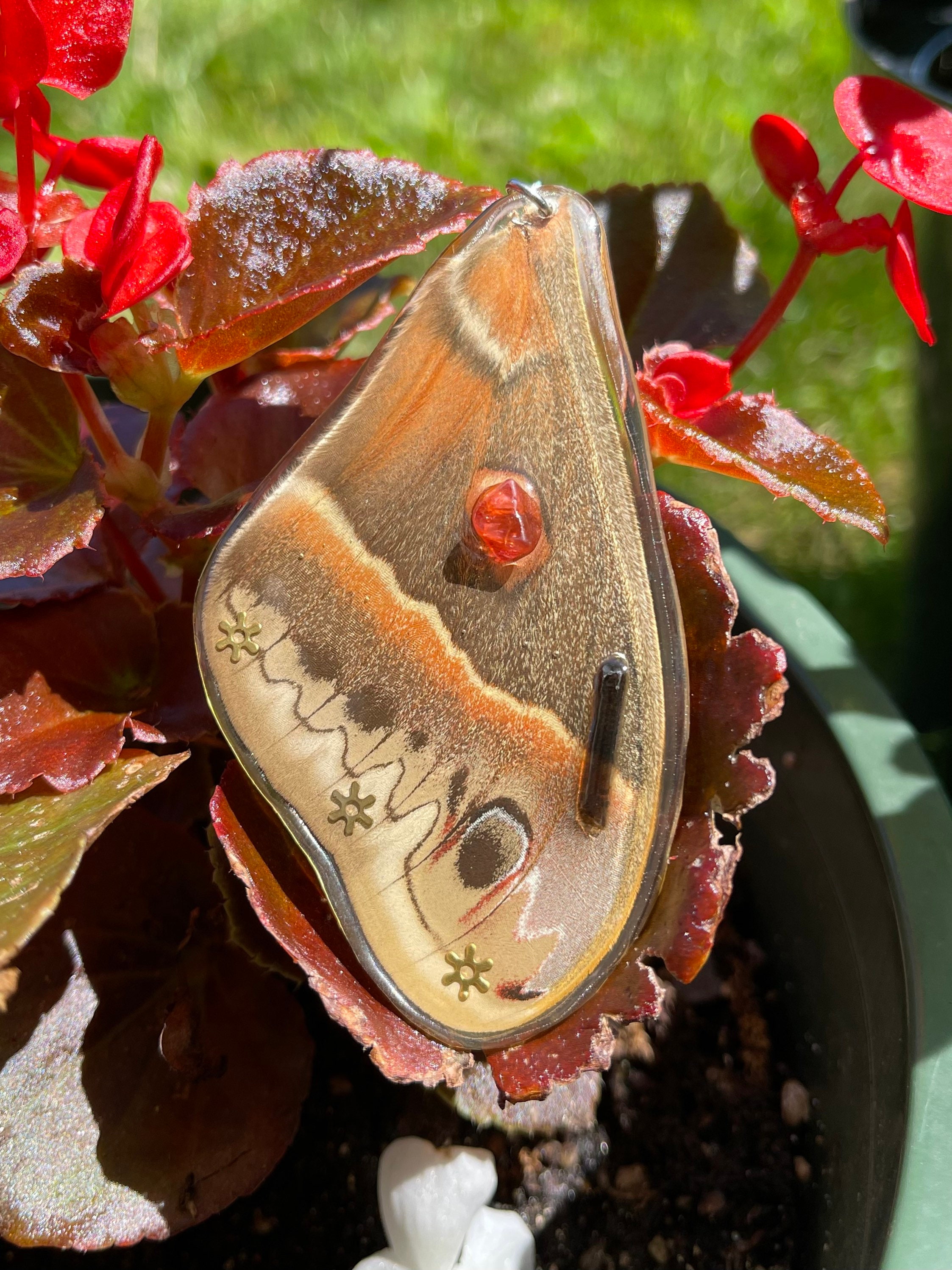 Real Moth Pendant Hyalophora Cecropia Cecropia Moth Forewing - Etsy