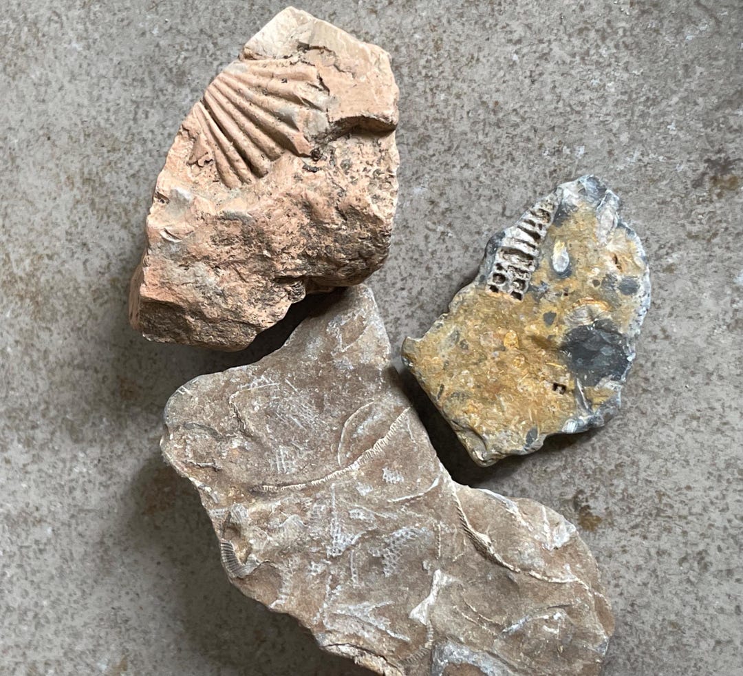 Fossils - Etsy