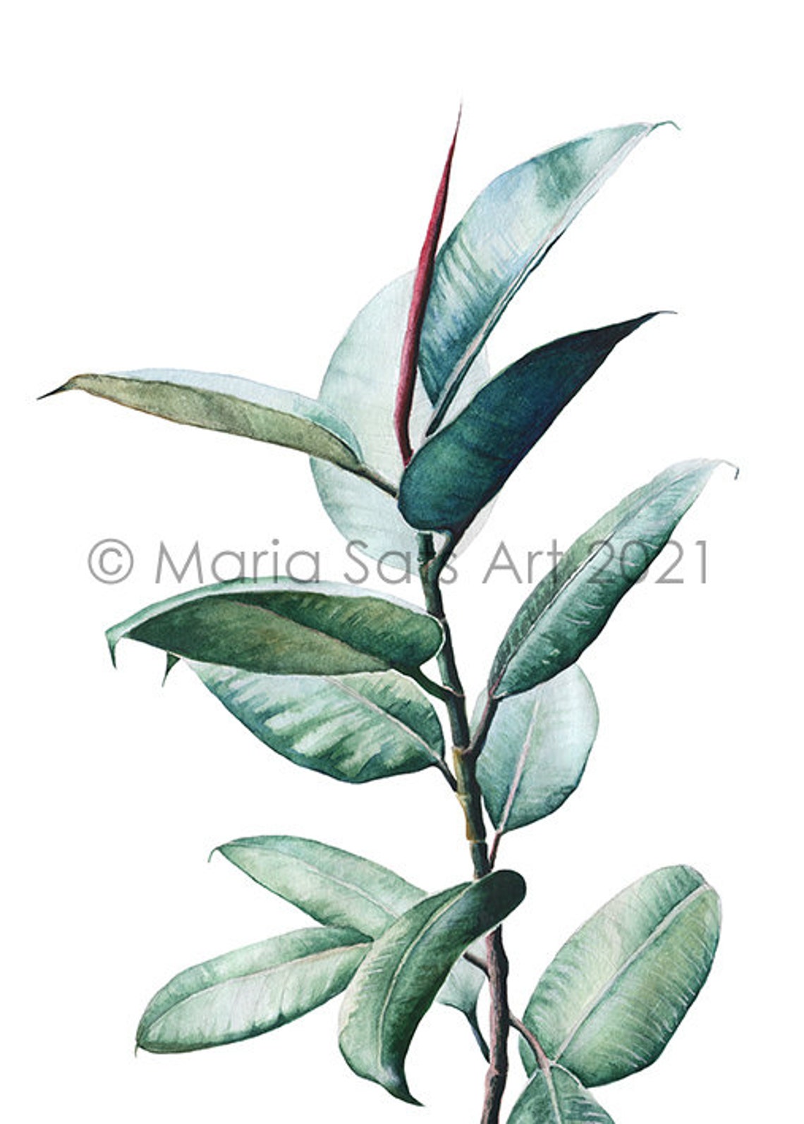 Botanical Digital Print Watercolor Drawing of Ficus Wall Art Wall Decor ...
