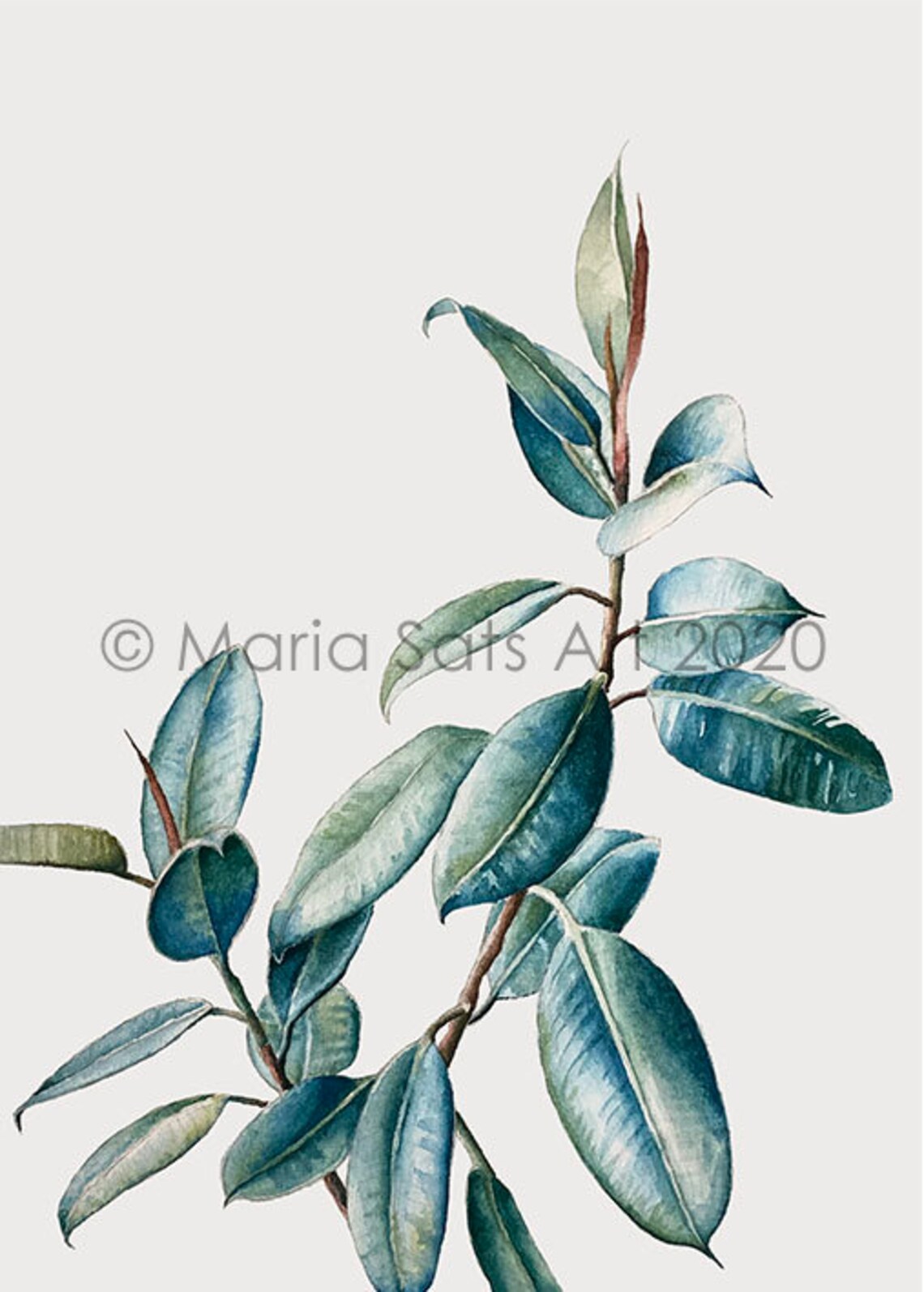 Botanical Digital Print - Watercolor Drawing of Ficus - Wall Art - Wall ...