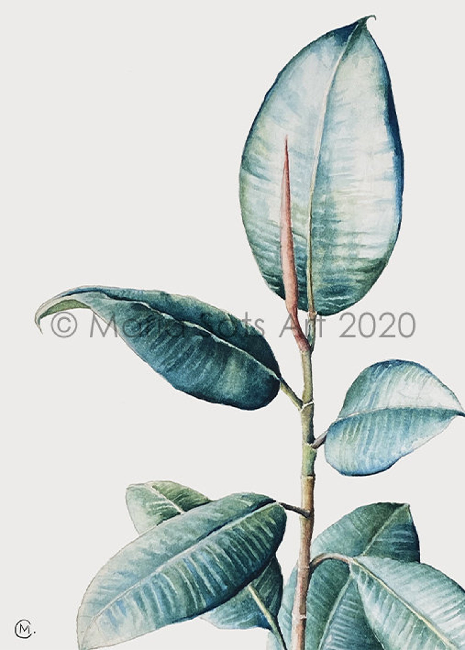 Botanical Digital Print - Watercolor Drawing of Ficus - Wall Art - Wall ...