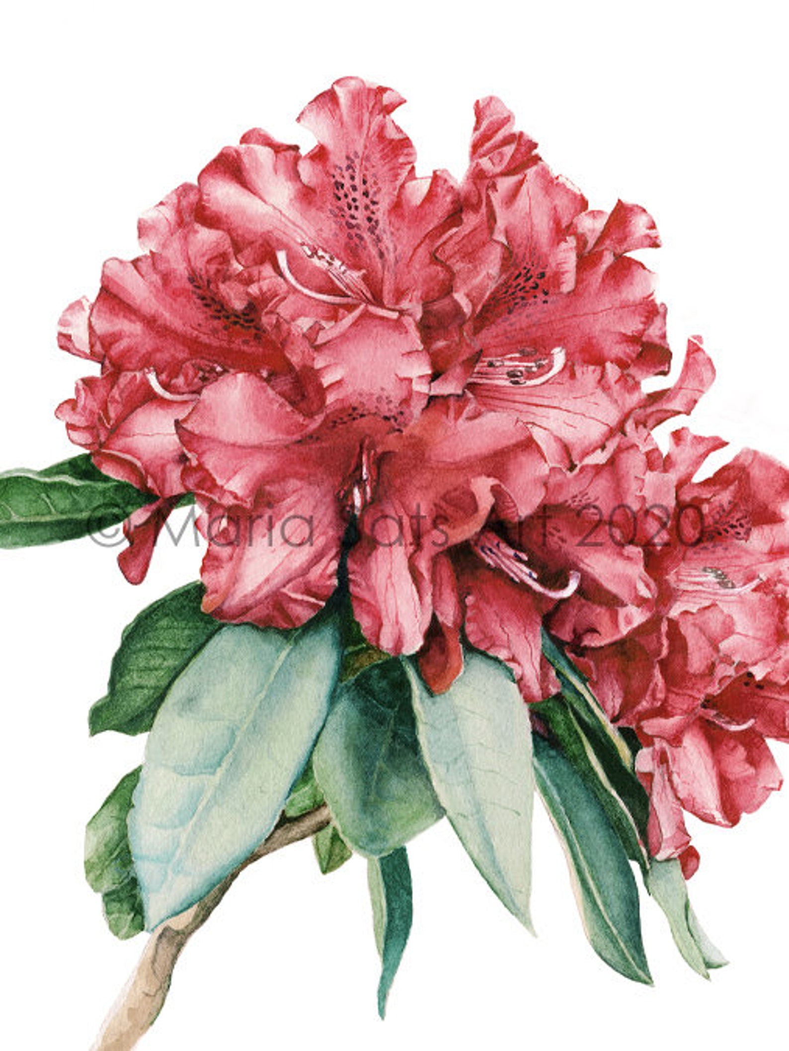 Rhododendron Watercolor Print - Home Wall Decor - Red Flower - Flower ...