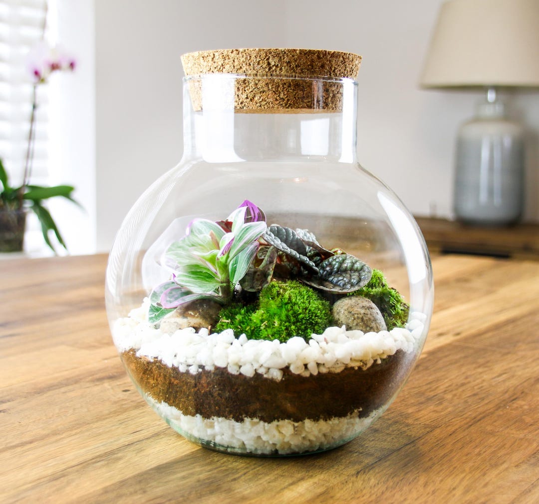 Curvy Glass Terrarium Kit | 4 Litre | Real Plants, Moss & Tool Set ...
