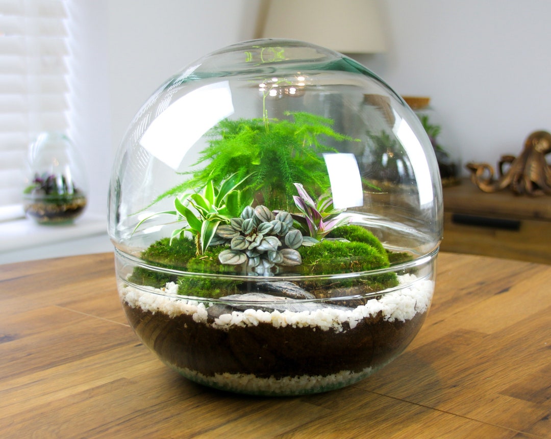 Large Glass Orb Terrarium Kit With Real House Plants Moss and - Etsy