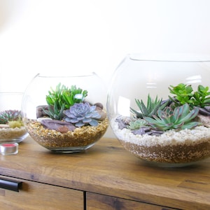 Extra Large Glass Globe Terrarium Kit | Huge 30cm Diameter Terrarium ...