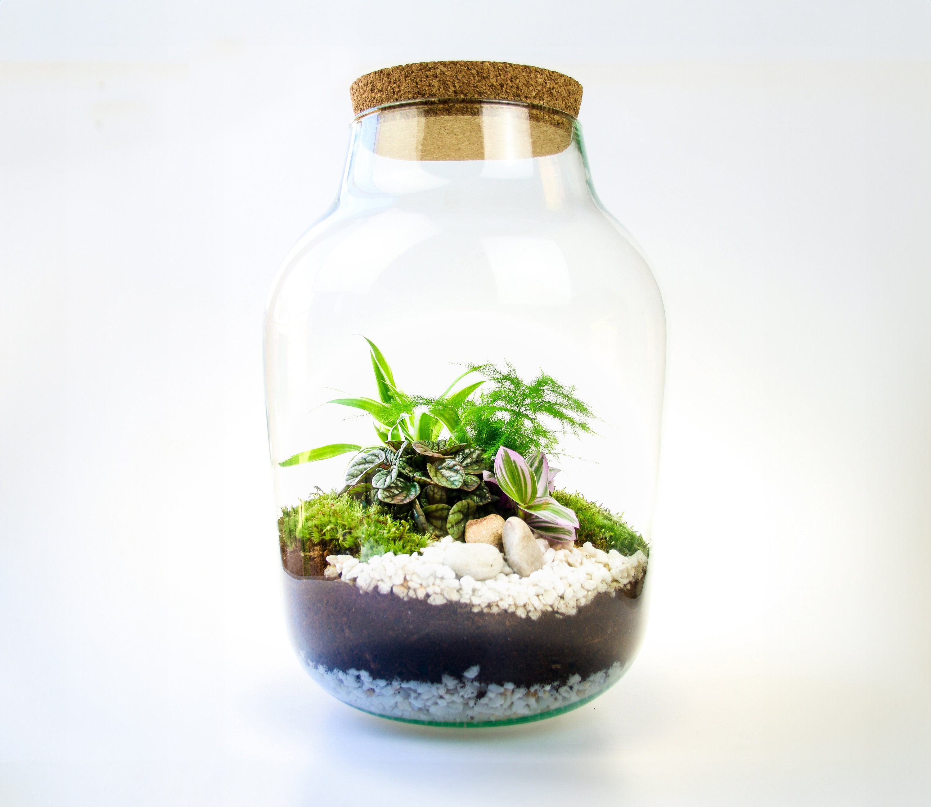 Bonsai Terrarium With Live Plants Extra Large Bonsai Terrarium Kit ...