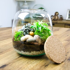 Small 4 Litre Curvy Corked Terrarium With Real House Plants - Etsy