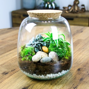 Small 4 Litre Curvy Corked Terrarium With Real House Plants, Moss and ...