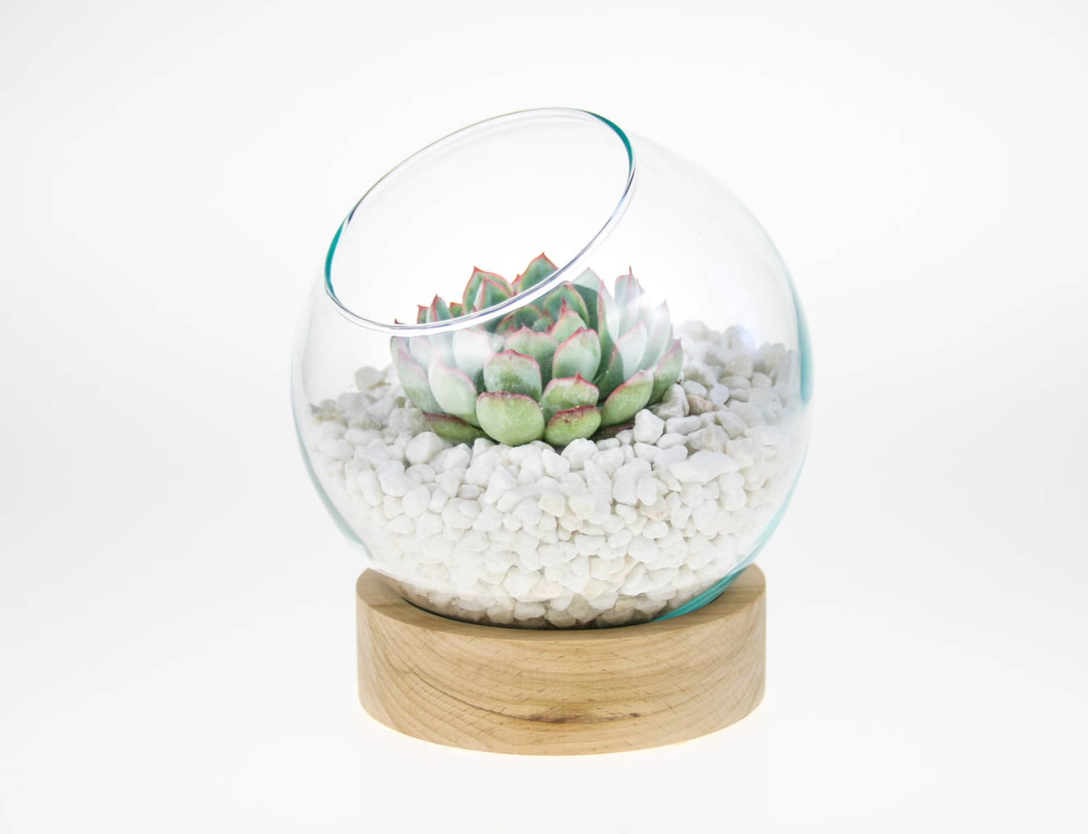 Glass Globe Terrarium Kit on Wooden Base and a Beautiful - Etsy UK