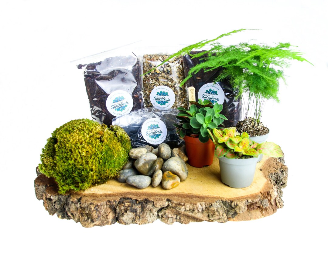 Small Terrarium Starter Kit With 3 Live Plants & Moss – DIY Terrarium ...