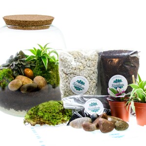 Small 4 Litre Curvy Corked Terrarium With Real House Plants, Moss and ...