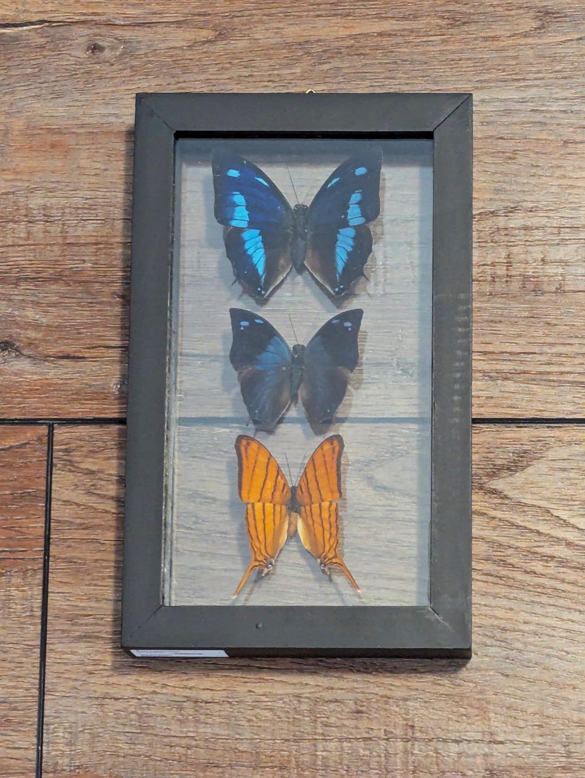 Real Butterflies Framed in Glass - Etsy