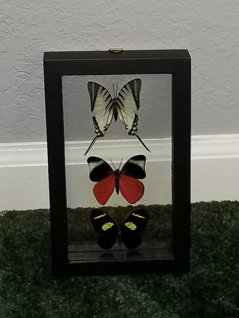 Real Butterflies Framed in Glass | Etsy