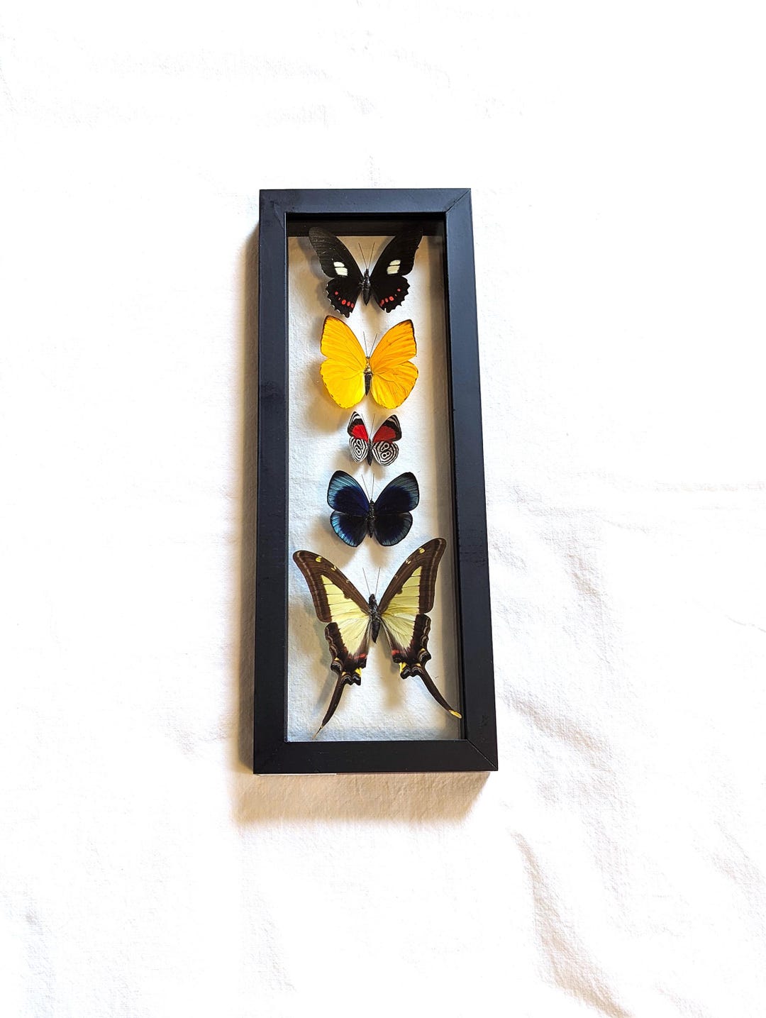 Real Butterfly Collection Display Frame, 5 Specimens, Glass Shadow Box ...