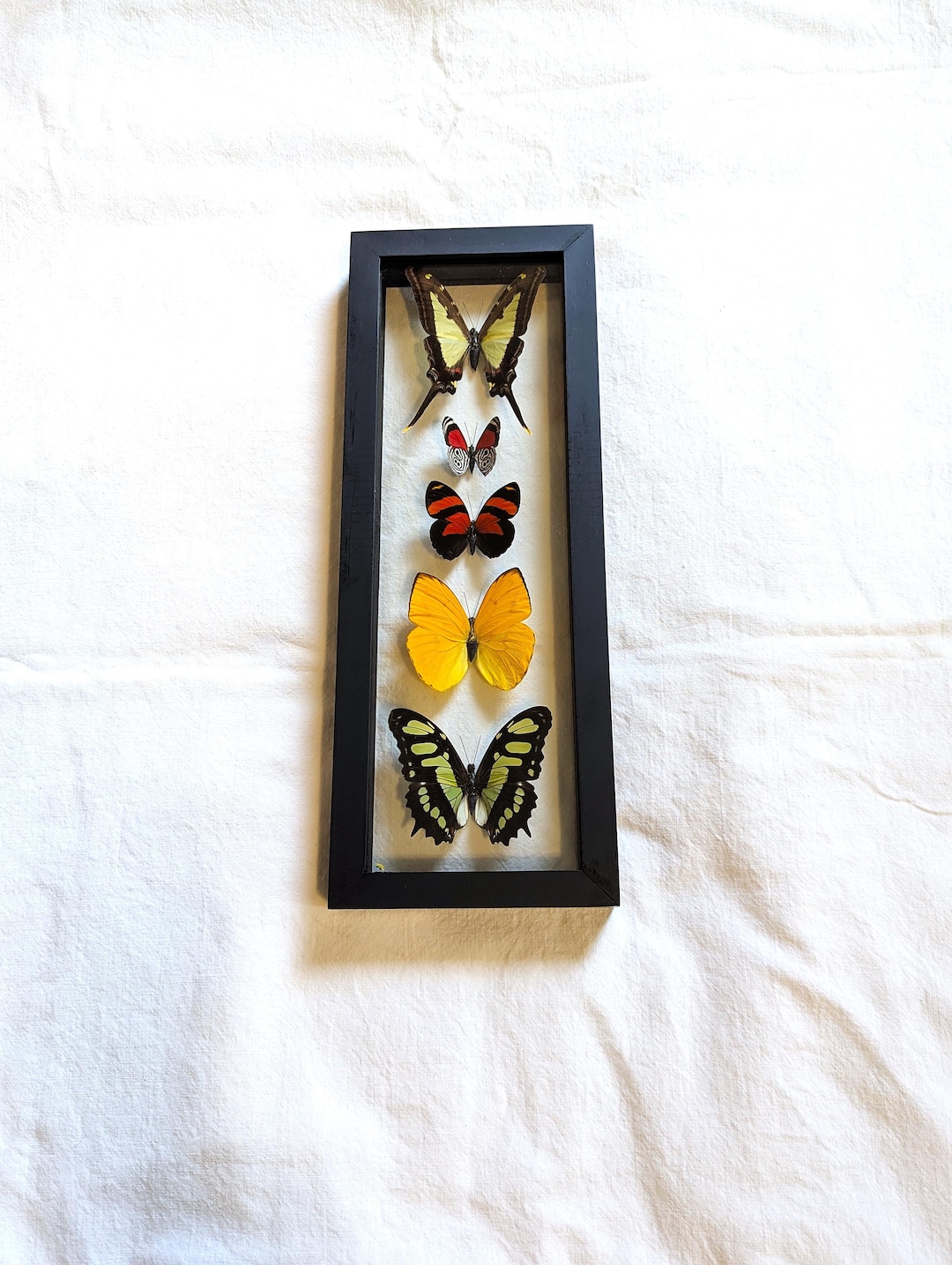 Real Butterfly Collection Display Frame, 5 Specimens, Glass Shadow Box ...