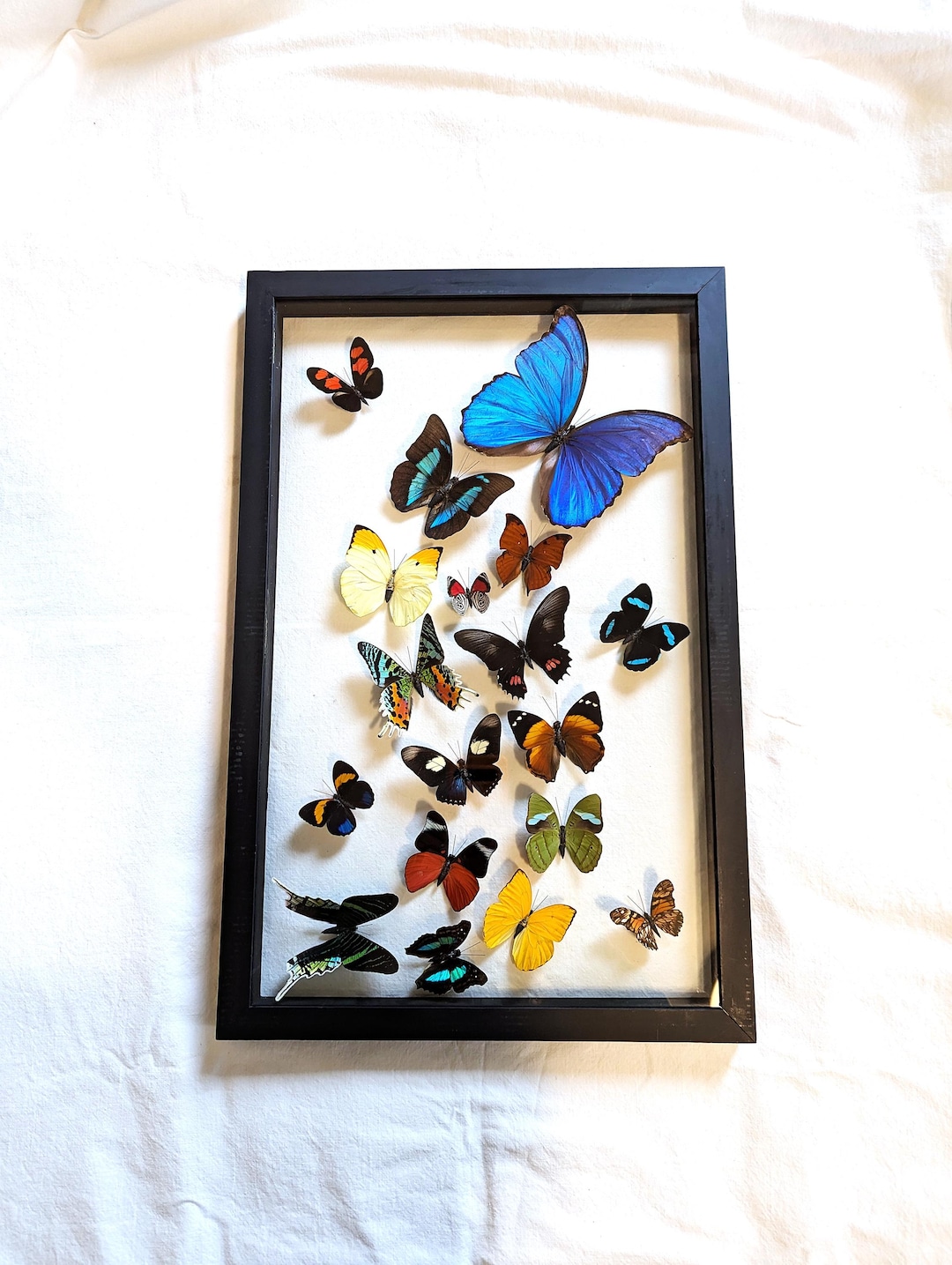 Real Butterfly Collection Display Frame, 18 Specimens With Morpho ...