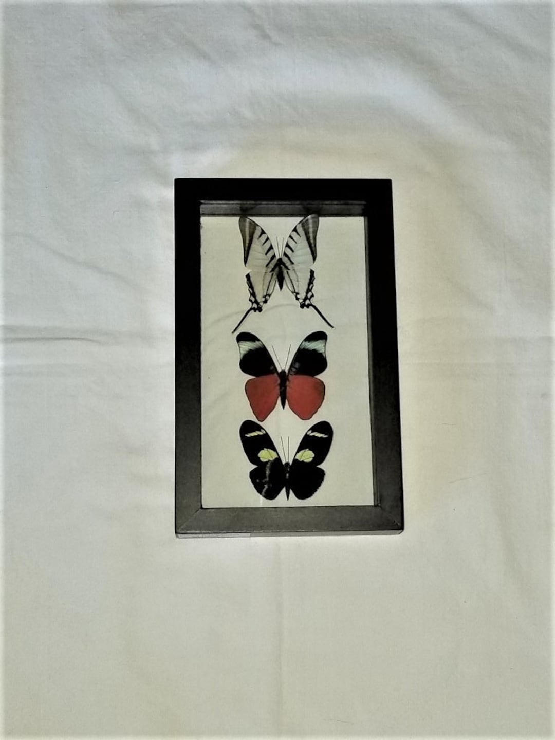 Real Butterflies Framed in Glass - Etsy