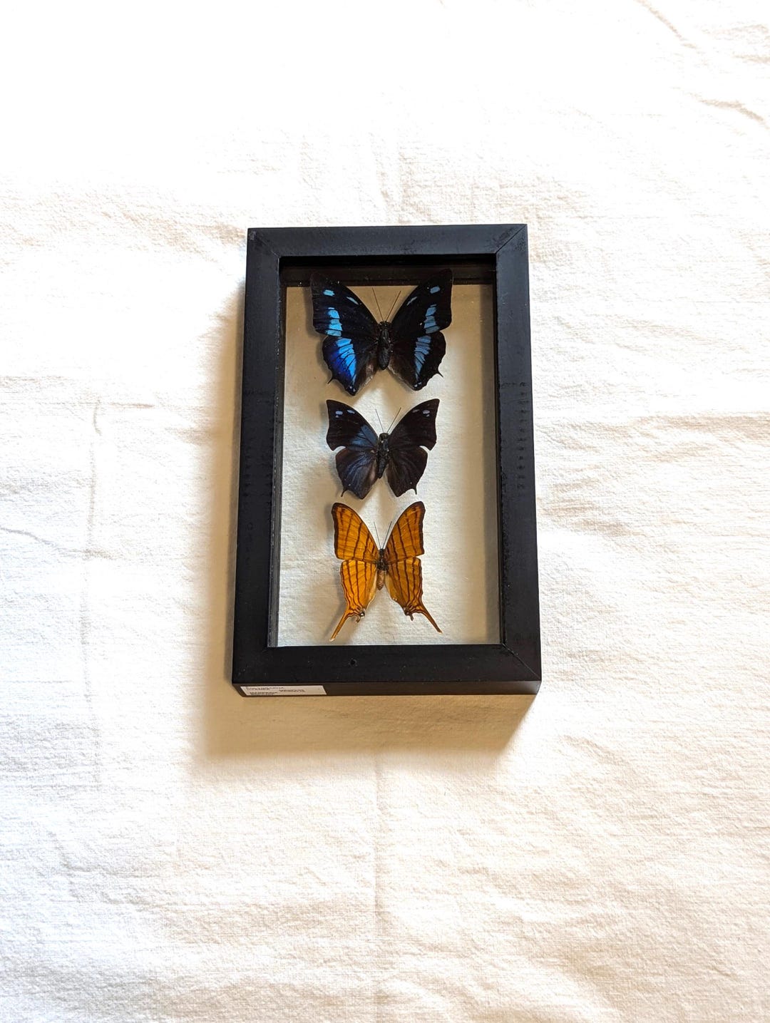 Real Butterflies Framed in Glass - Etsy