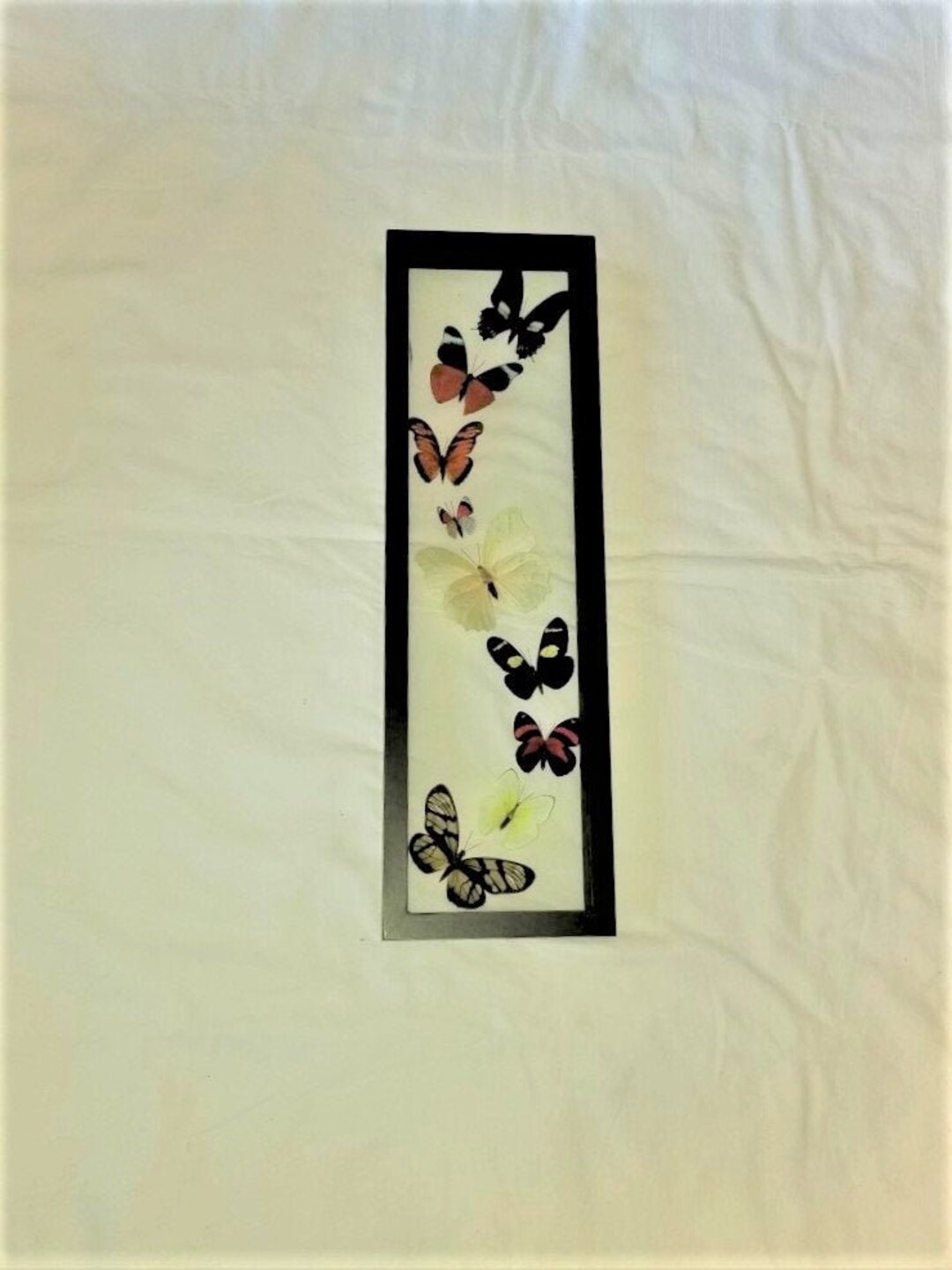 Real Butterflies Framed in Glass - Etsy