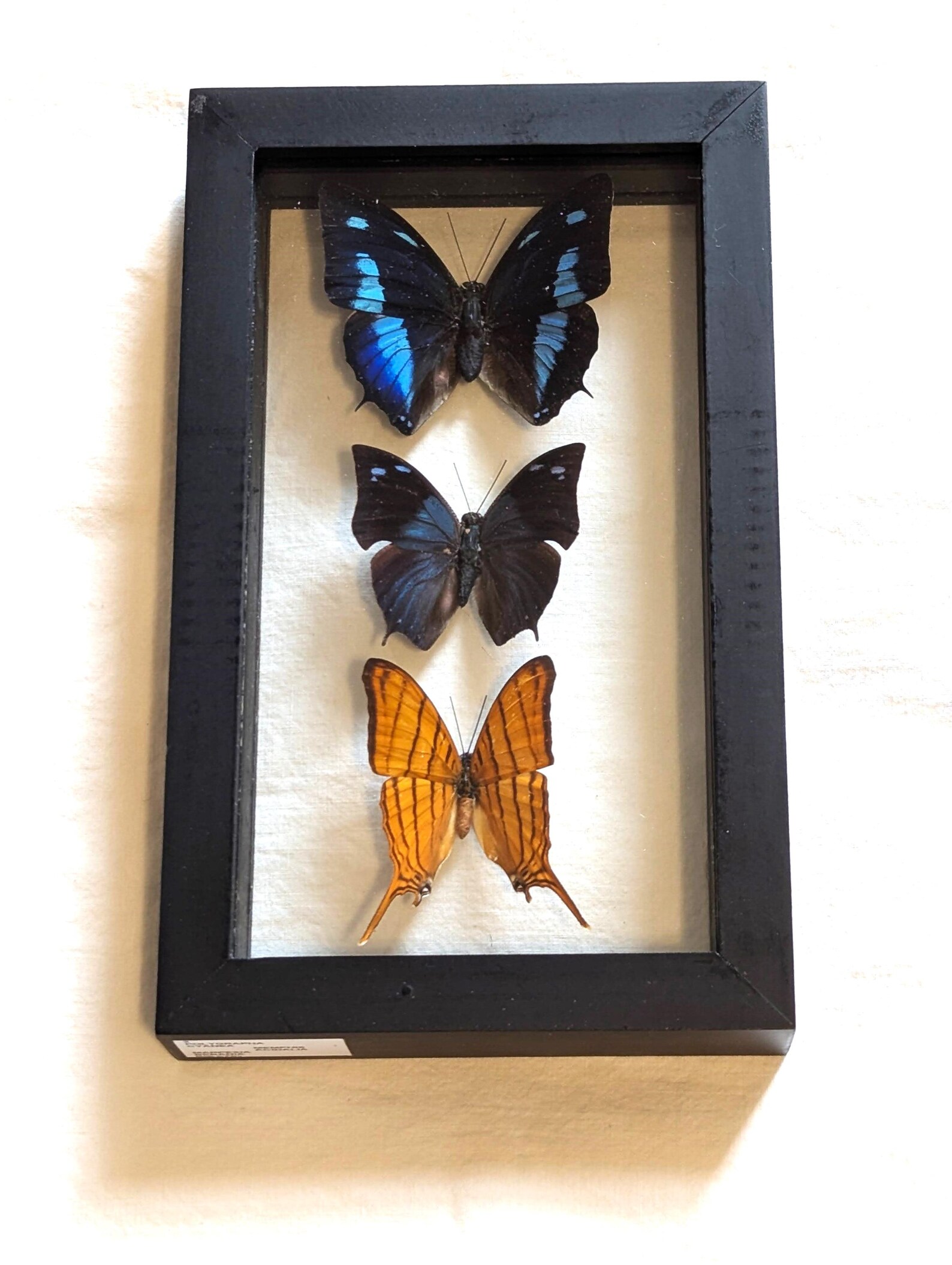 Real Butterflies Framed in Glass - Etsy