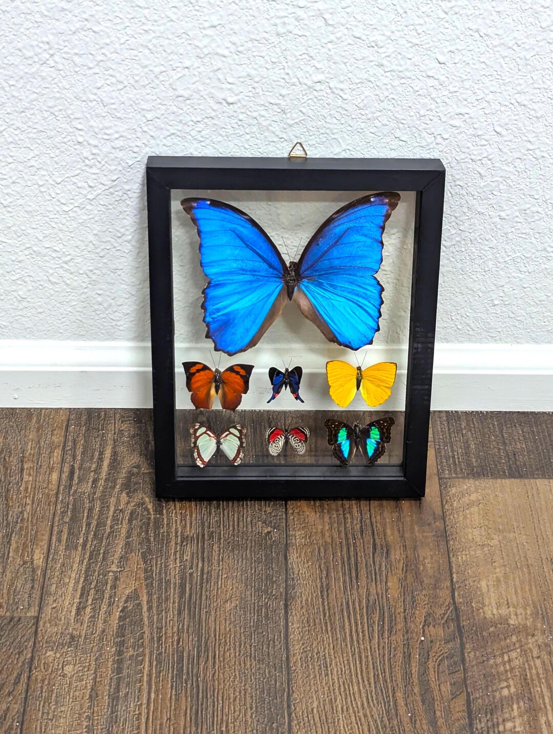 Real Butterfly Collection Display Frame, 7 Specimens With Morpho, Glass ...