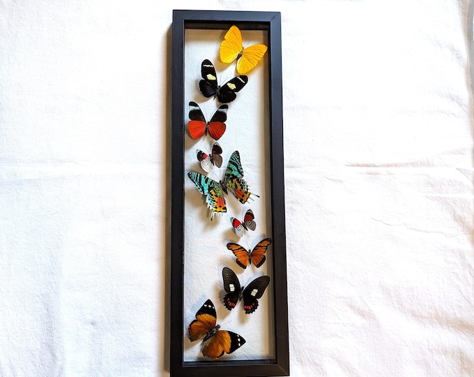 Real Butterfly Collection Display Frame, 9 Specimens, Glass Shadow Box ...
