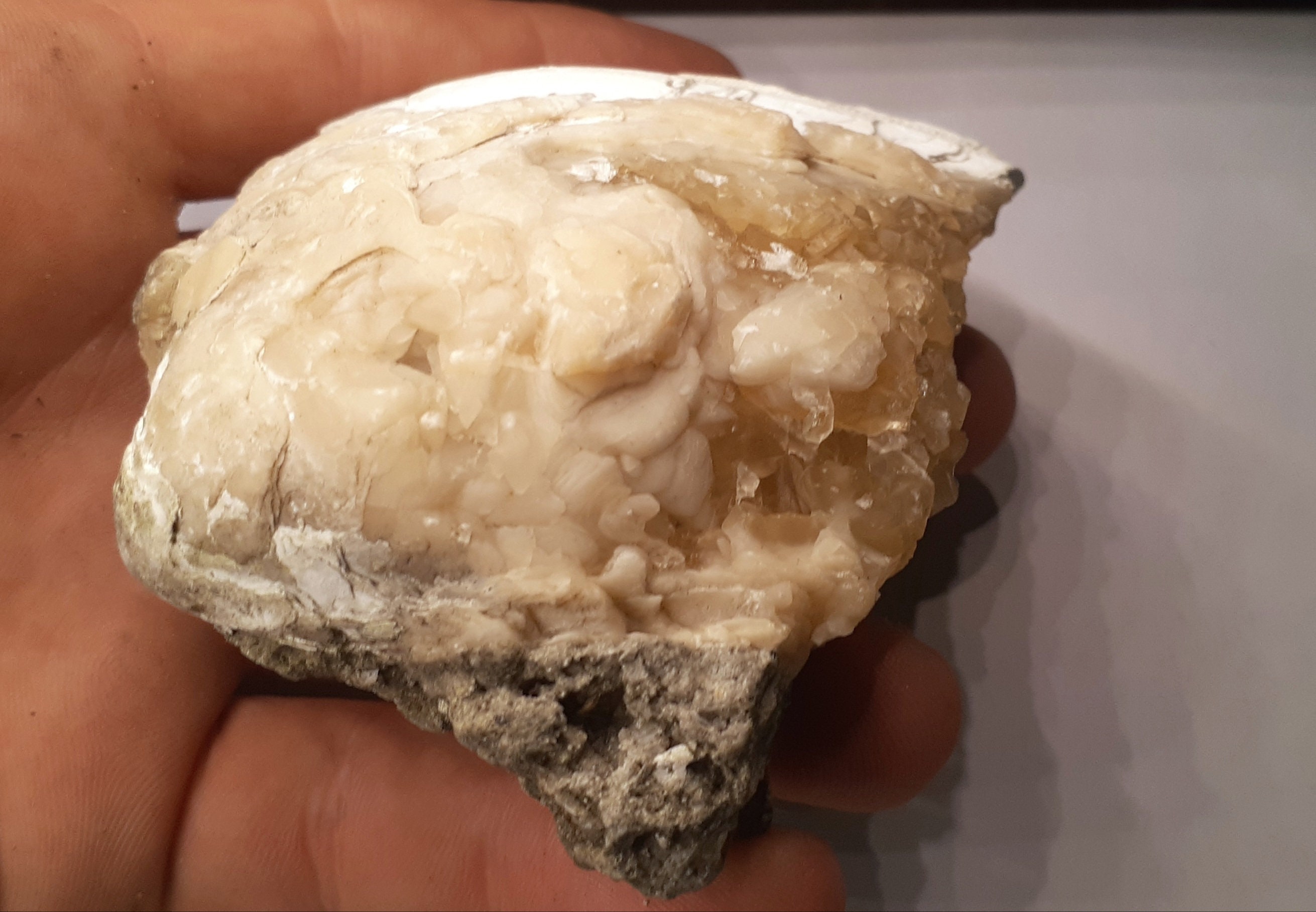 Honey Calcite Clam Fossil, Rucks Pit, Fort Drum Crystal Mine, Florida ...