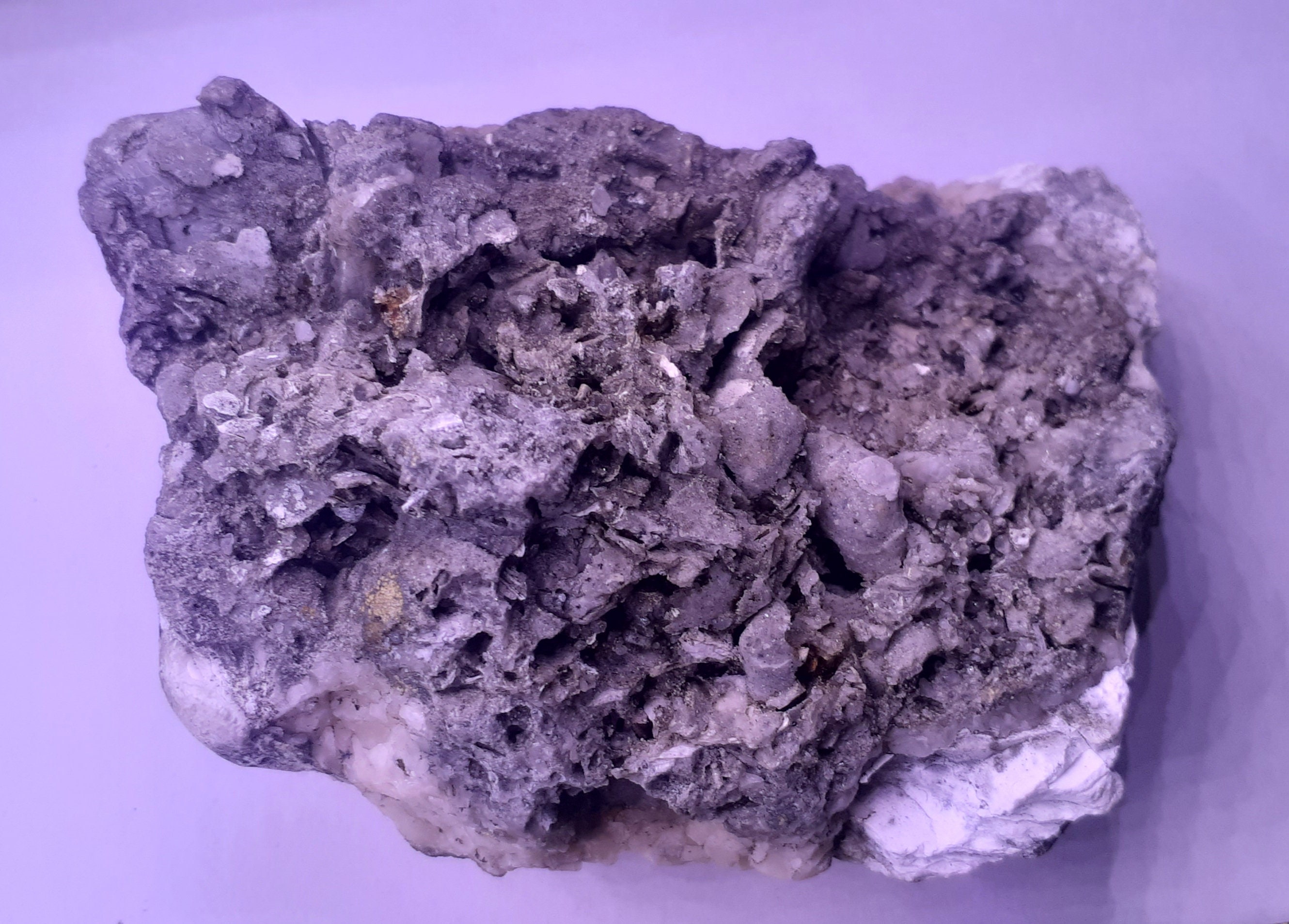 Honey Calcite Clam Fossil, Rucks Pit, Fort Drum Crystal Mine, Florida ...