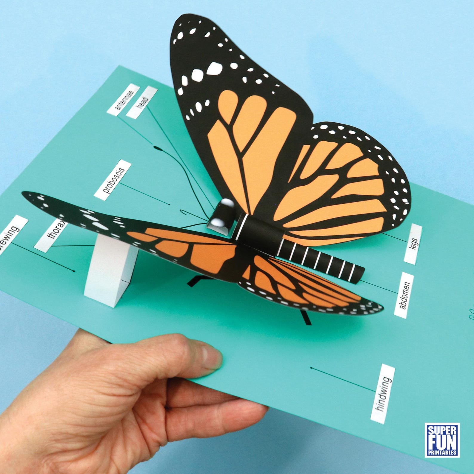 Realistic Insect Anatomy Crafts - Etsy