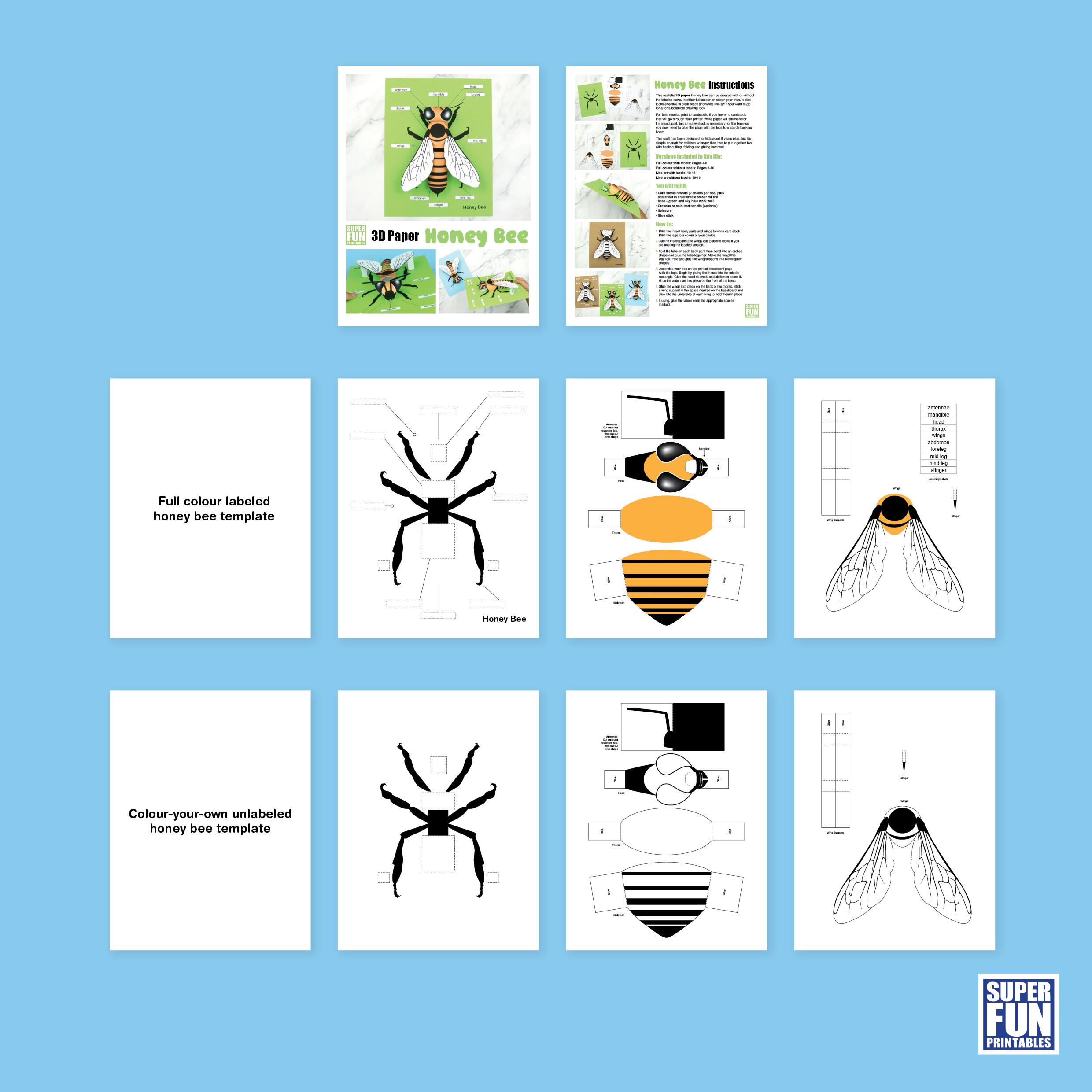 Realistic Insect Anatomy Crafts - Etsy