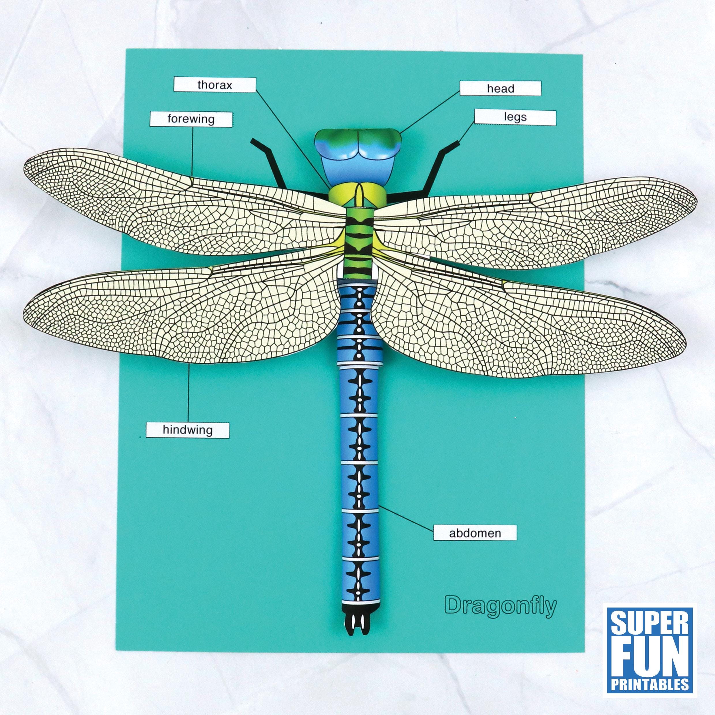 Realistic Insect Anatomy Crafts - Etsy