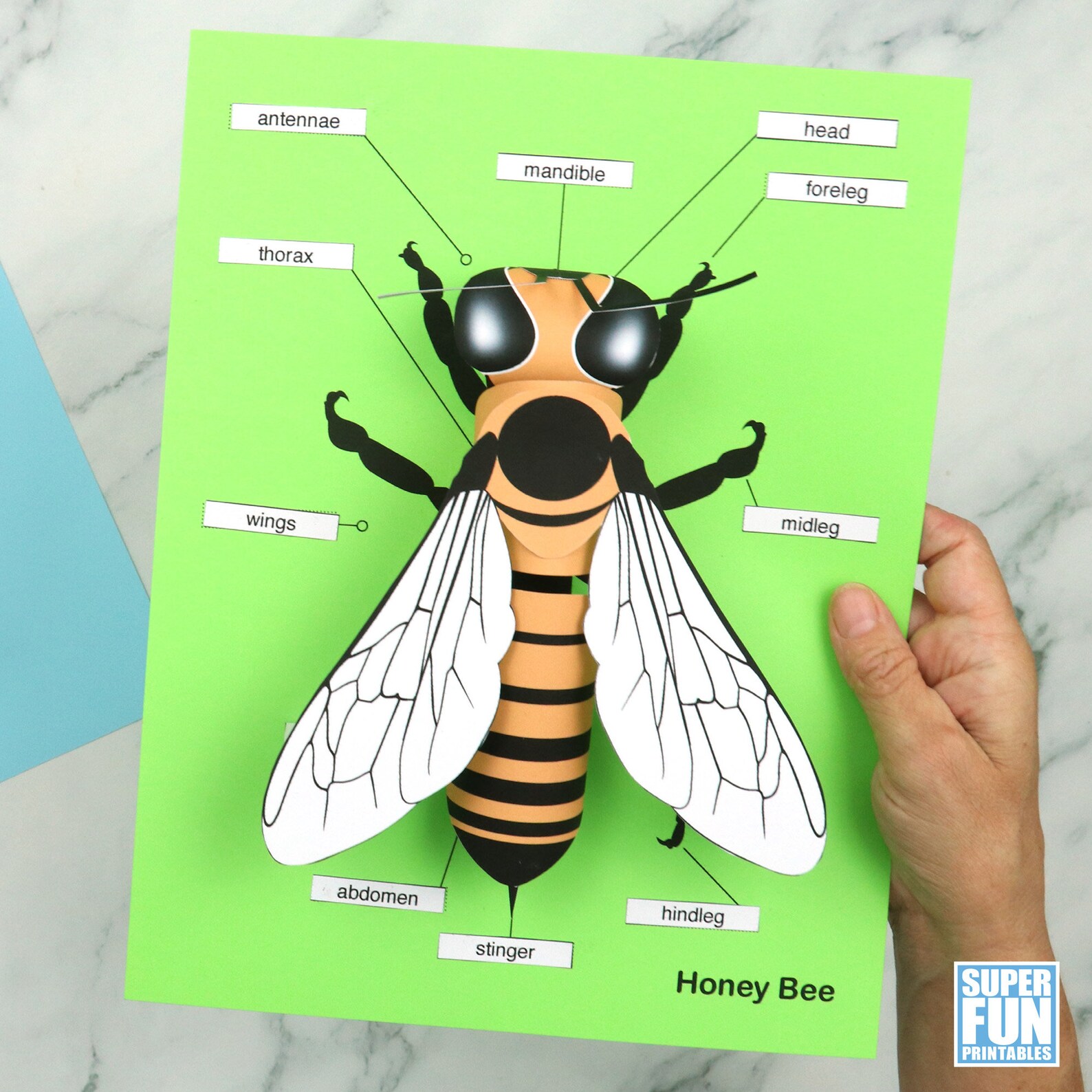 3D Paper Bee Craft With Anatomy Labels - Etsy