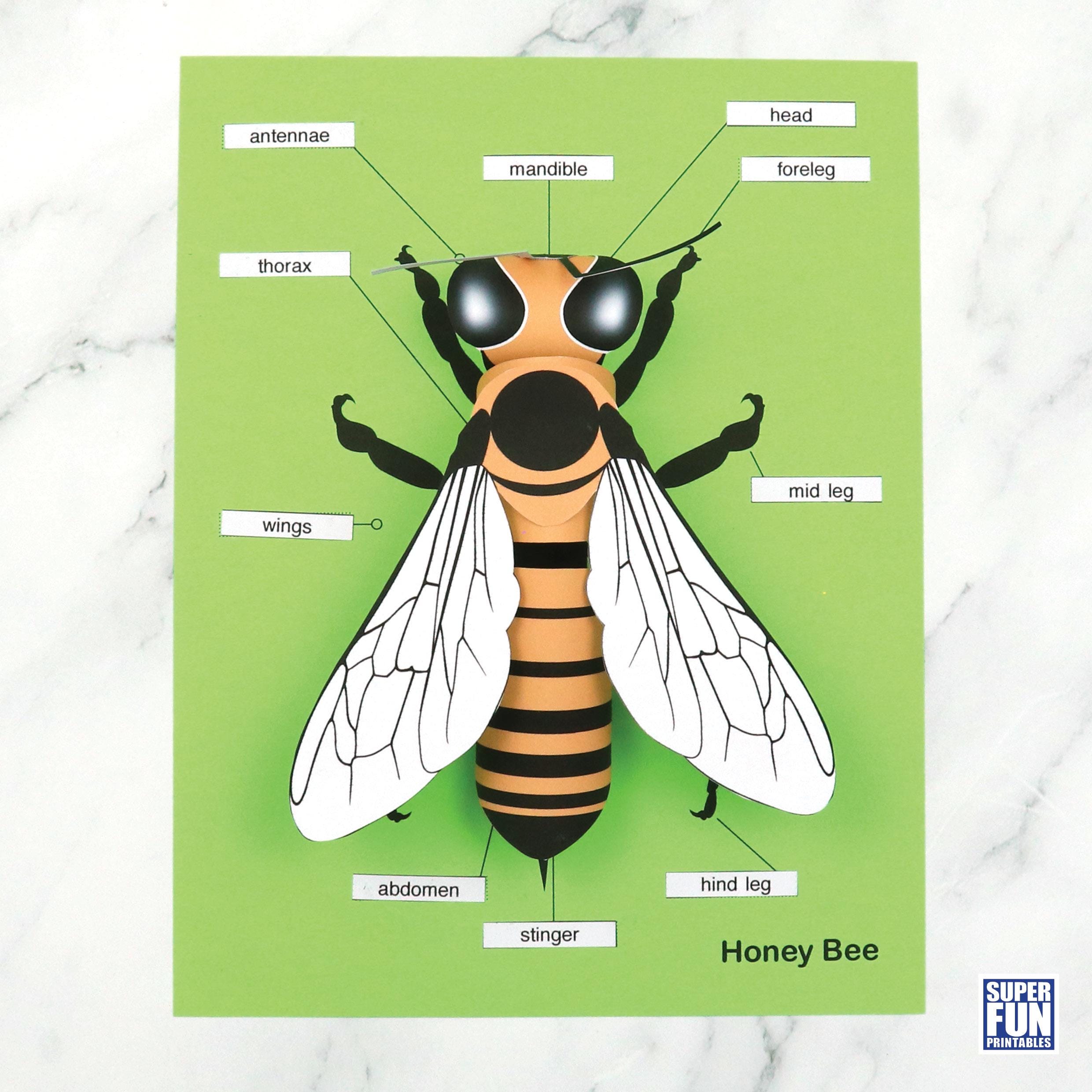 Realistic Insect Anatomy Crafts - Etsy