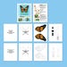 Realistic Insect Anatomy Crafts - Etsy