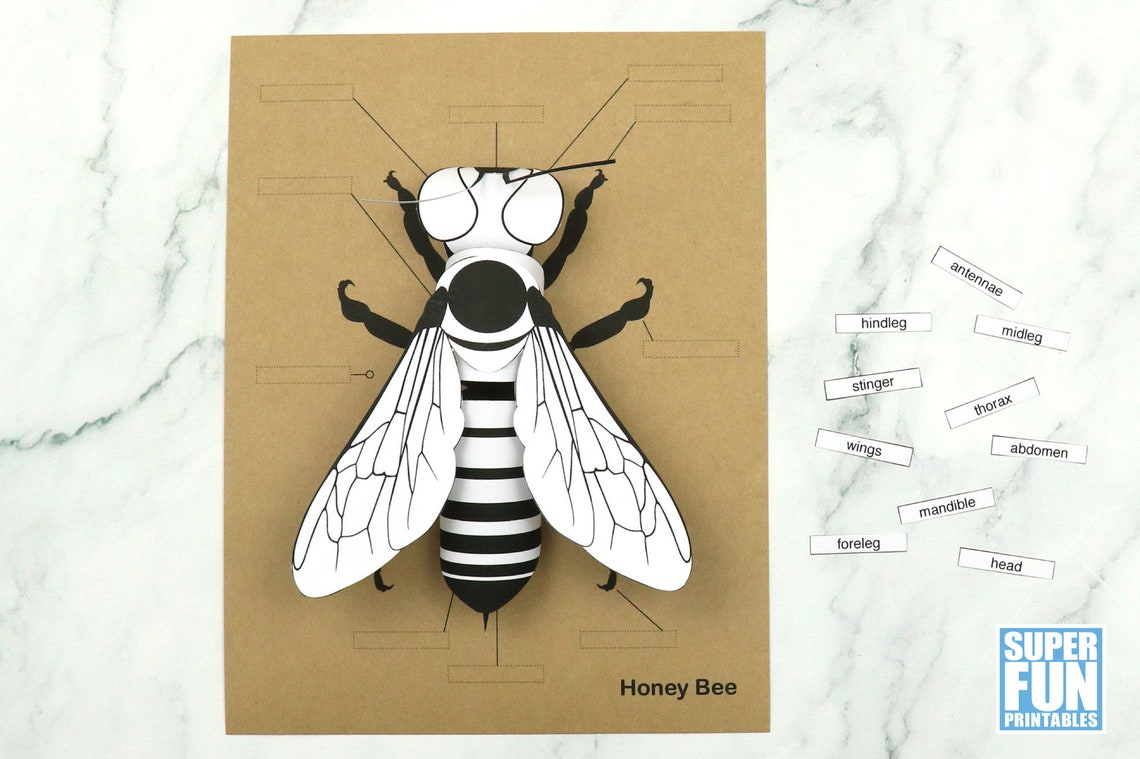 3D Paper Bee Craft With Anatomy Labels - Etsy