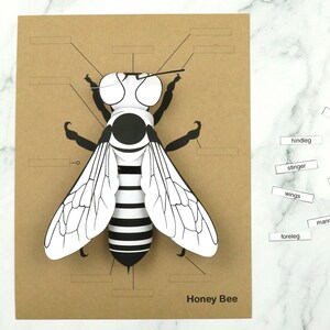 3D Paper Bee Craft With Anatomy Labels - Etsy