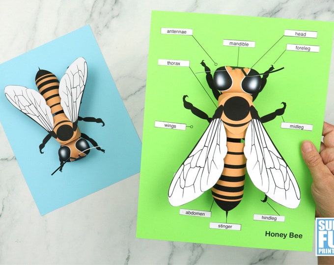3D Paper Bee Craft With Anatomy Labels - Etsy