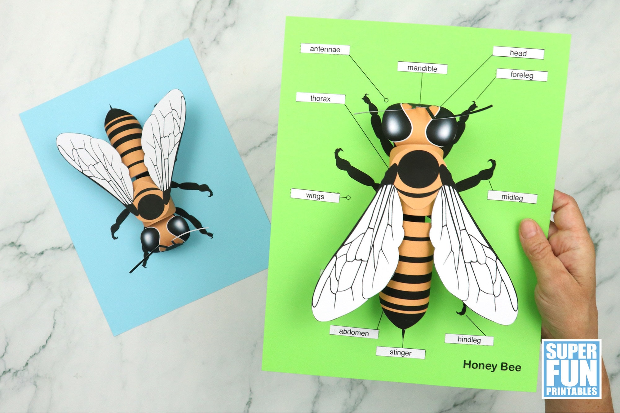 3D Paper Bee Craft With Anatomy Labels - Etsy
