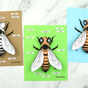 3D Paper Bee Craft With Anatomy Labels - Etsy