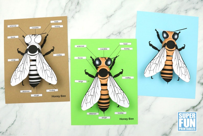 3D Paper Bee Craft With Anatomy Labels - Etsy