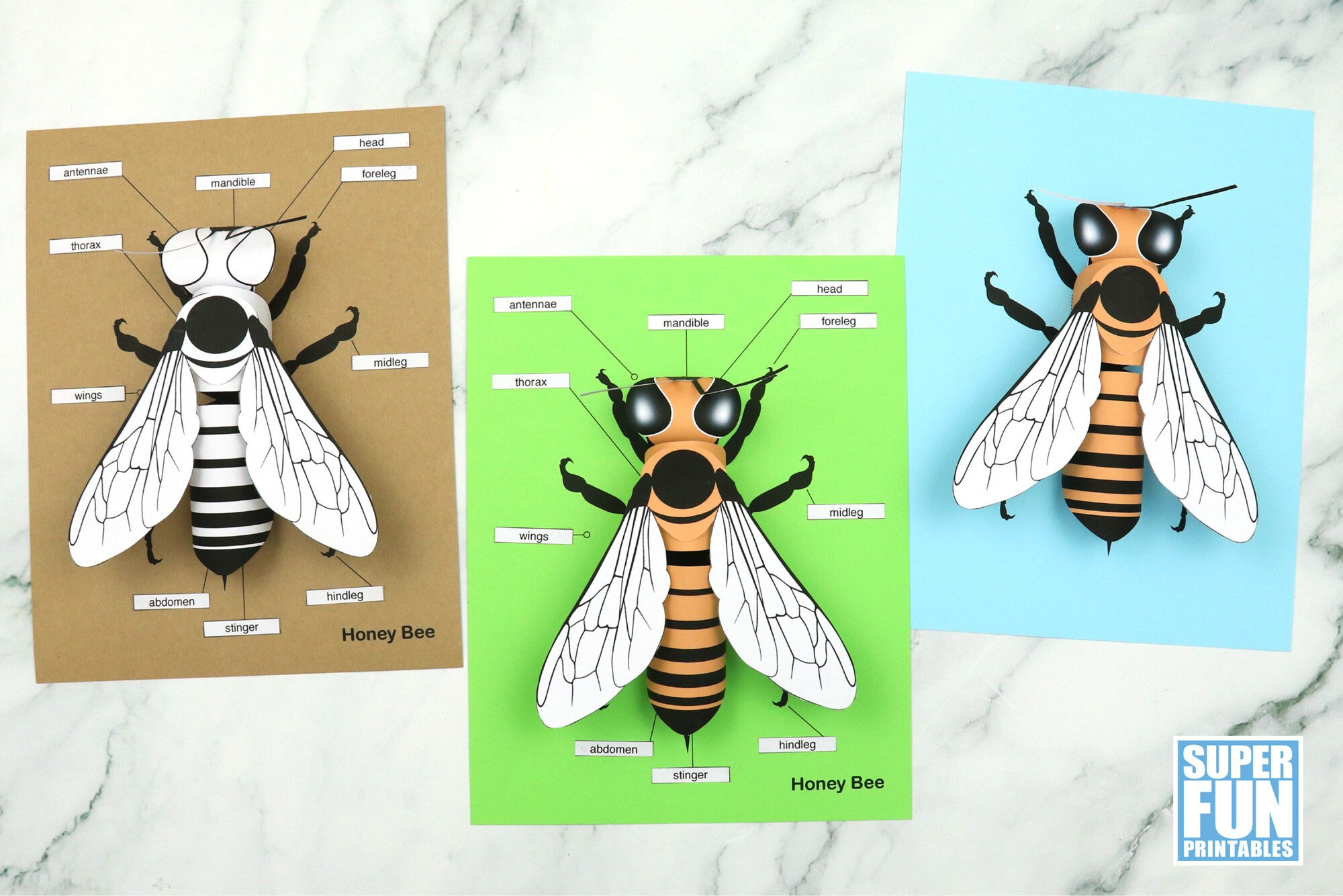 3D Paper Bee Craft With Anatomy Labels - Etsy