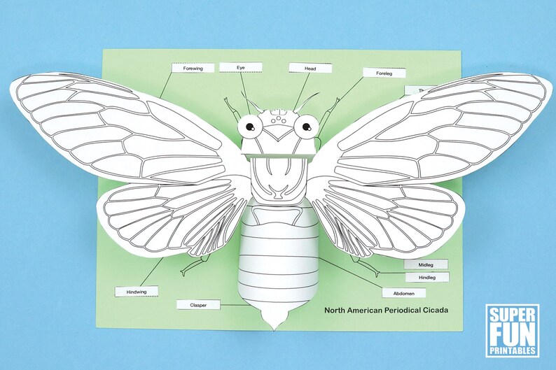 3D Paper Cicada - Etsy