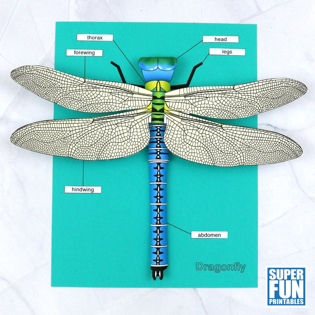 3D Dragonfly Paper Craft - Etsy