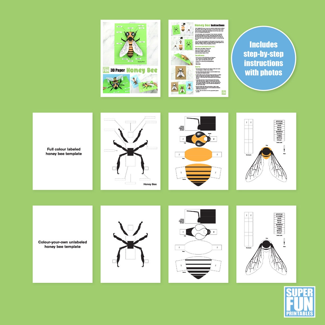 3D Paper Bee Craft With Anatomy Labels - Etsy