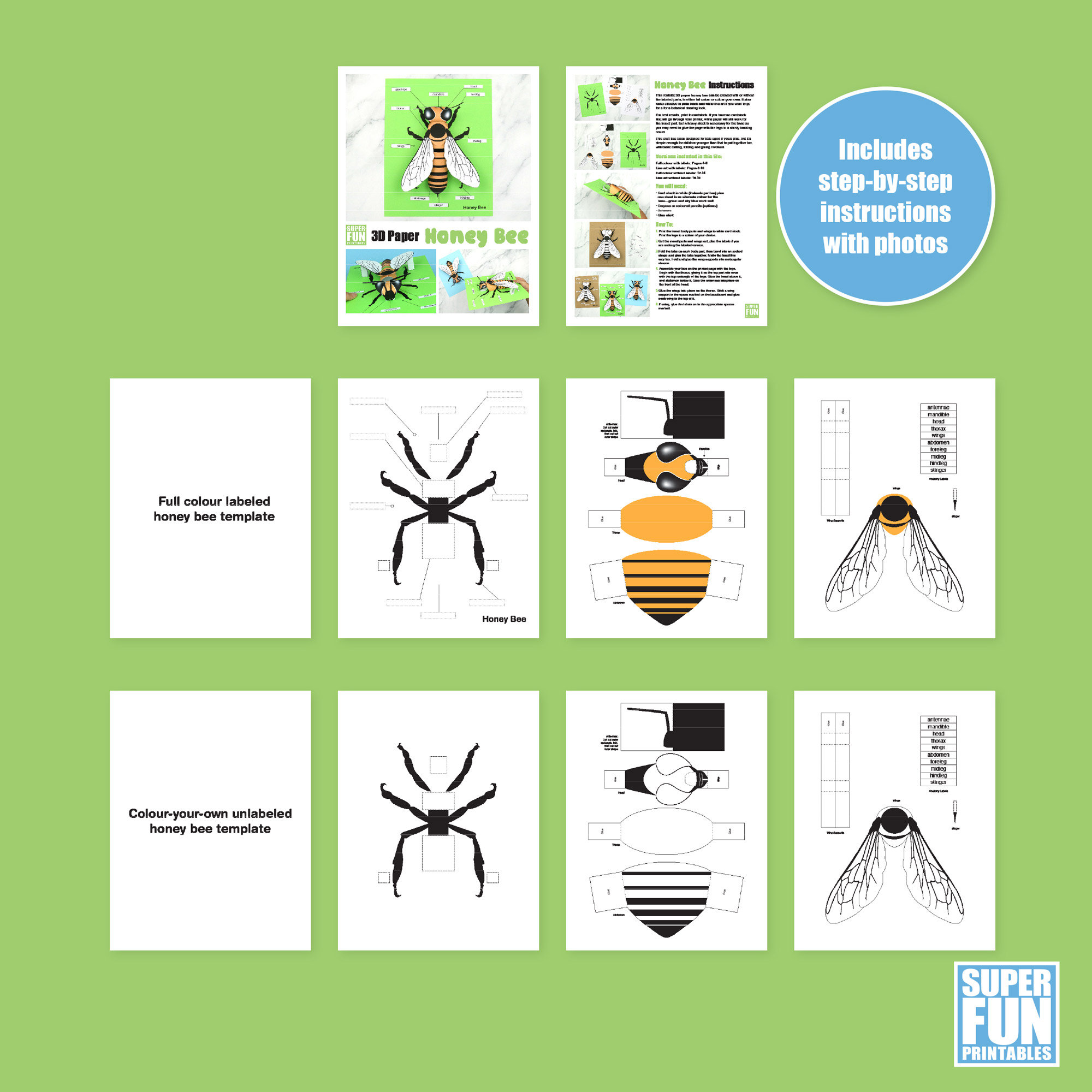3D Paper Bee Craft With Anatomy Labels - Etsy