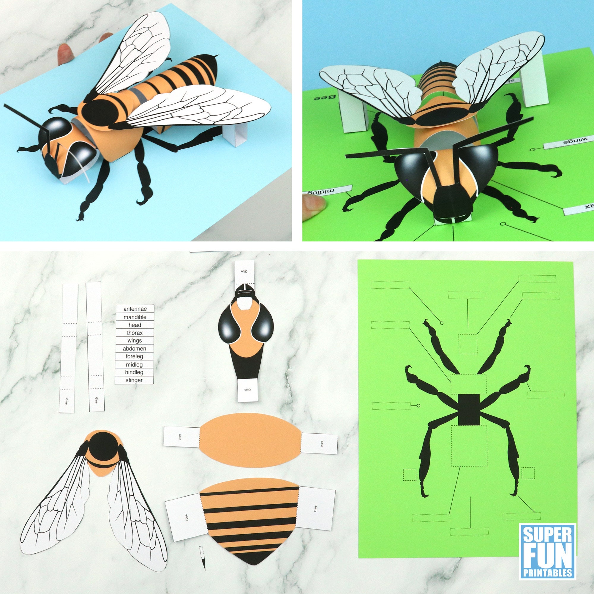 3D Paper Bee Craft With Anatomy Labels - Etsy