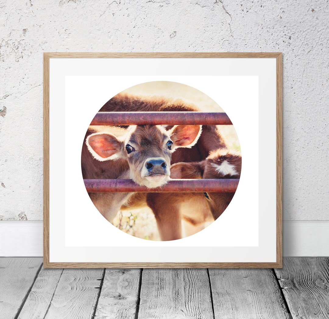 Farm Photography, Cow Photo, Printable Photo, Farm Decor, Western Art ...