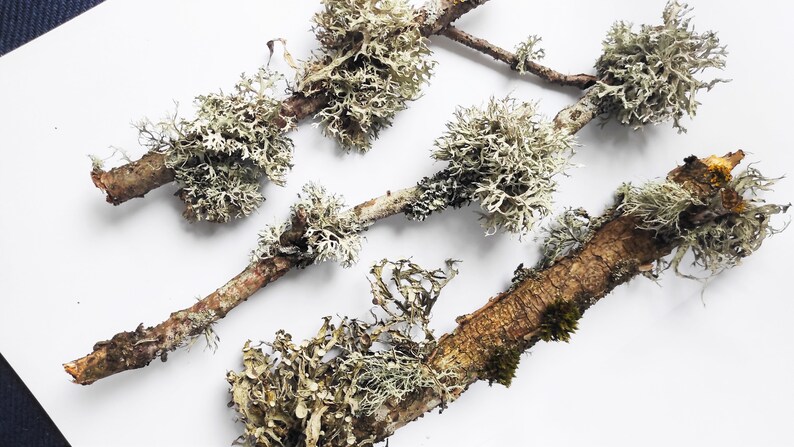 Dried Tree Branches With Lichen, Set of 5. Tree Lichen, Fairy Garden ...